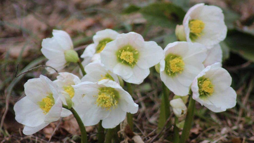 Die Schneerose (Helleborus niger) - Tipps & wertvolle Informationen